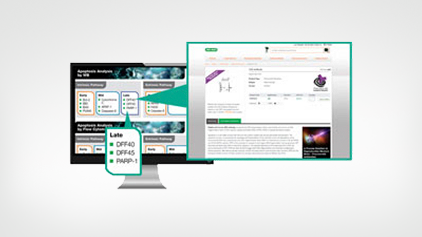 Research Antibodies | Bio-Rad