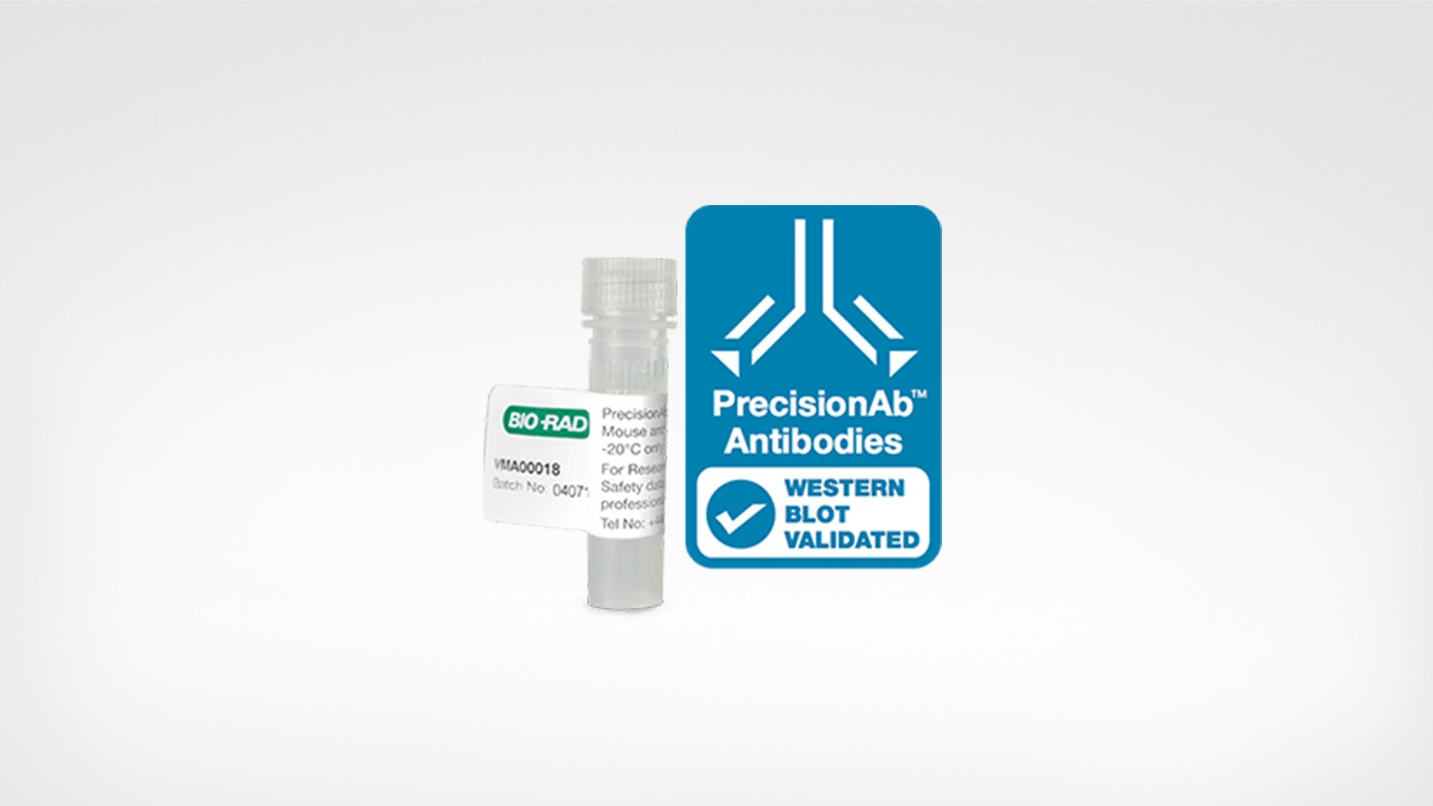 25% Off PrecisionAb Western Blotting Validated Antibodies | Bio-Rad
