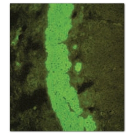 Anti-Parietal Cell Antibody Positive Control #29051 | Bio-Rad