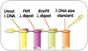 Analysis of Precut Lambda DNA Kit | Bio-Rad