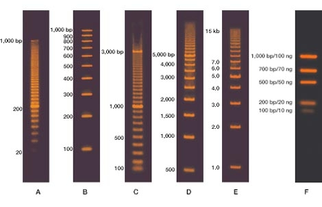 DNA Electrophoresis Size Standards | Bio-Rad