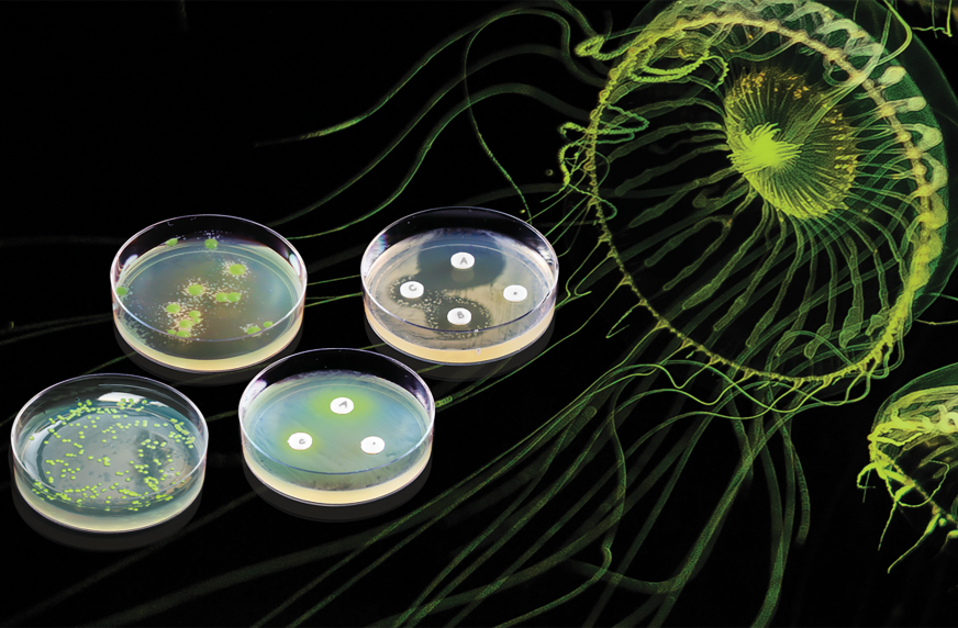 pGLO Transformation and Inquiry Kit for AP Biology | Bio-Rad