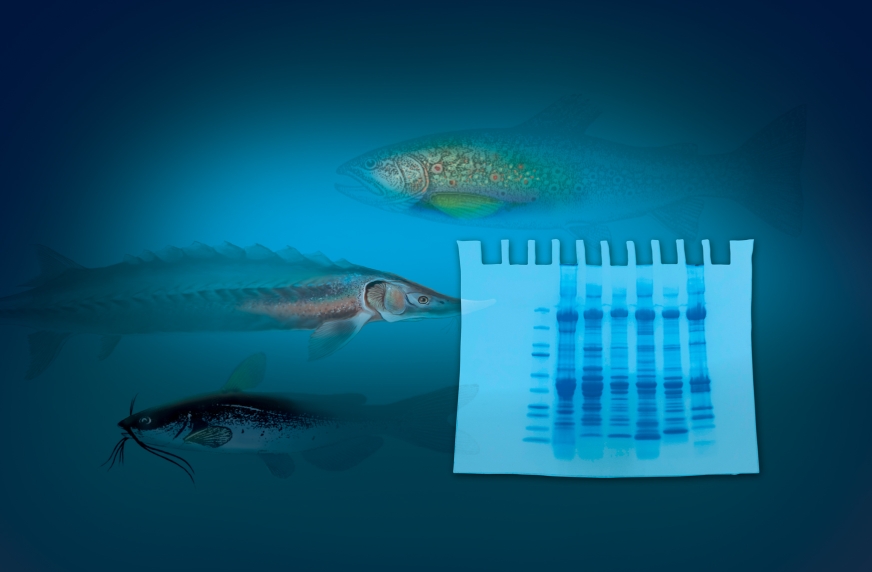 Comparative Proteomics Kit I: Protein Profiler Module | Bio-Rad