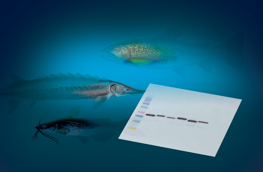 Comparative Proteomics Kit II: Western Blot Module | Bio-Rad