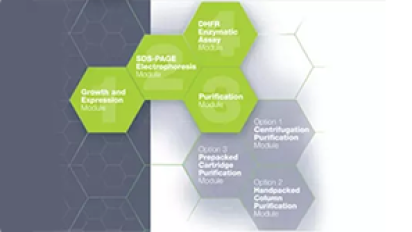 Proteins, Enzymes & ELISA | Bio-Rad