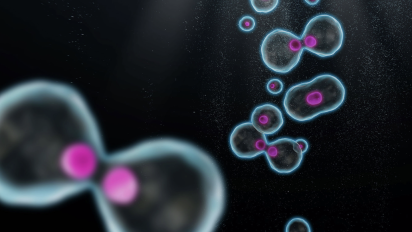 Cell Research and Cell-Based Assays — Bio-Rad