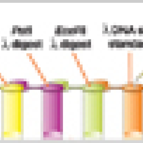 Analysis of Precut Lambda DNA Kit | Bio-Rad Laboratories