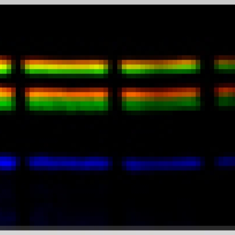 StarBright Blue 700 Fluorescent Secondary Antibodies | Bio-Rad Laboratories