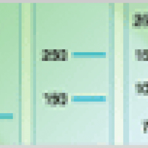 Prestained Protein Standards | Bio-Rad Laboratories