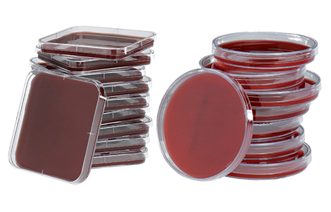 Mueller-Hinton Agar + Blood | Bio-Rad
