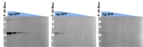 StarBright™ Blue 520 Fluorescent Secondary Antibodies | 생명 과학 연구 | Bio-Rad