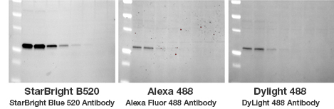 StarBright™ Blue 520 Fluorescent Secondary Antibodies | 생명 과학 연구 | Bio-Rad