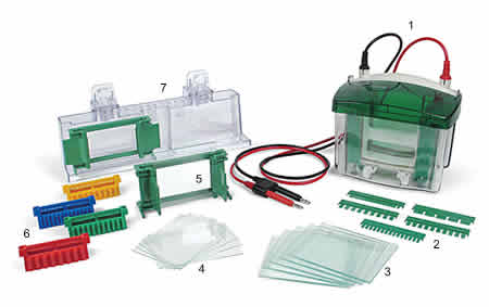 Ready Gel® Precast Gels | Life Science Research | Bio-Rad