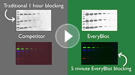 EveryBlot Blocking Buffer, 500 ml #12010020 | Bio-Rad