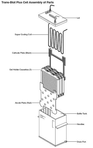 Trans-Blot® Plus Cell | Life Science Research | Bio-Rad