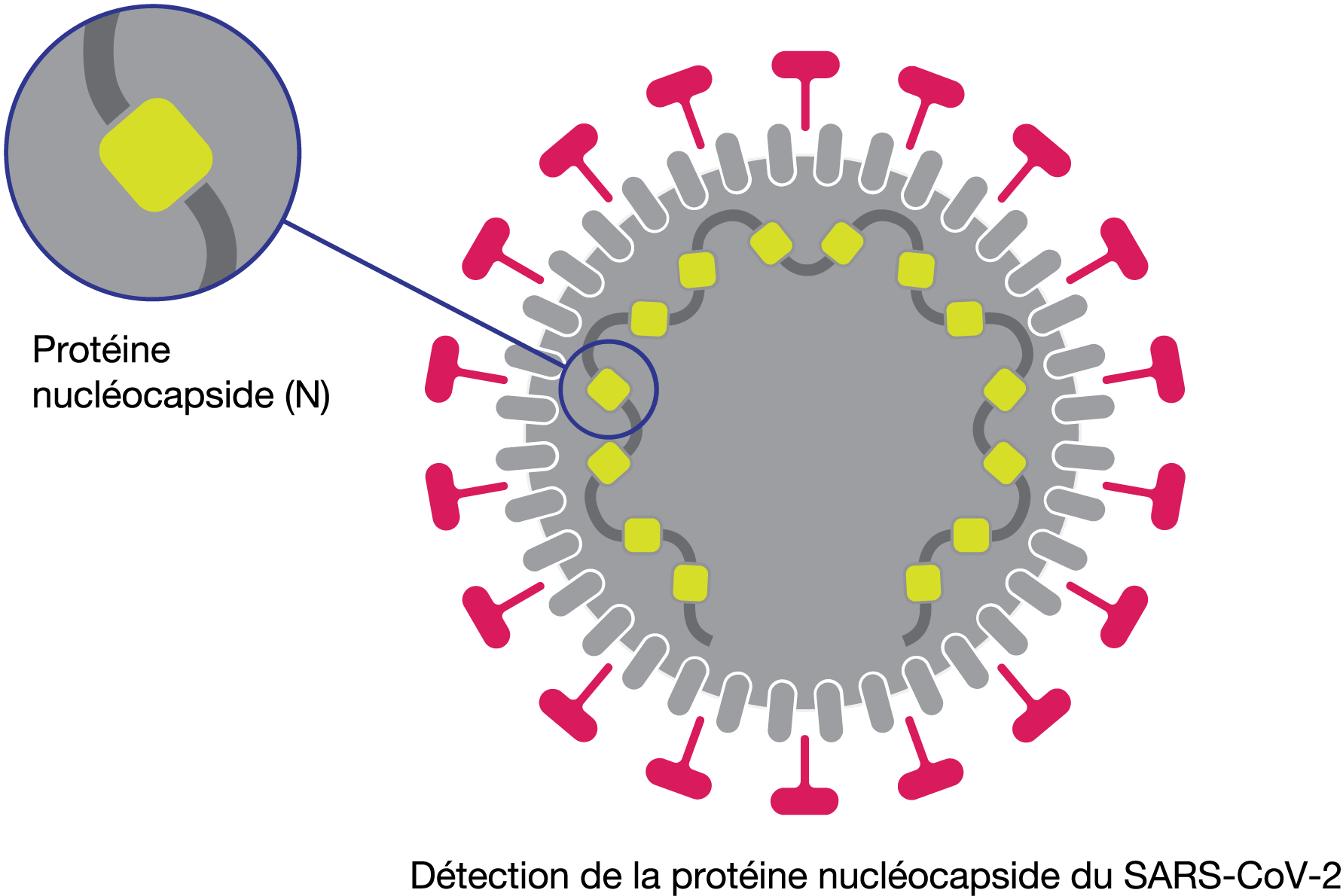 Solutions de diagnostic et de confirmation relatives au SARS-CoV-2 ...